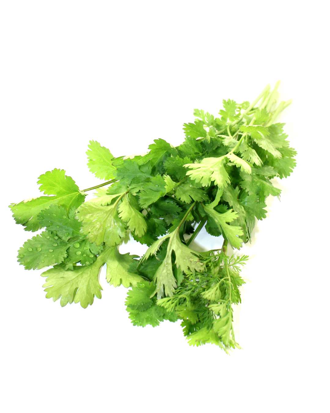 Fresh Coriander – Roebridge Foods